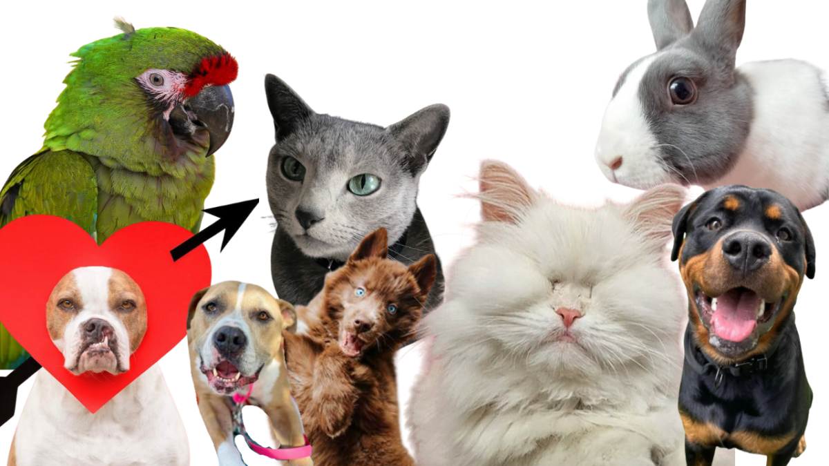 A new way for Animal Talent to make money!