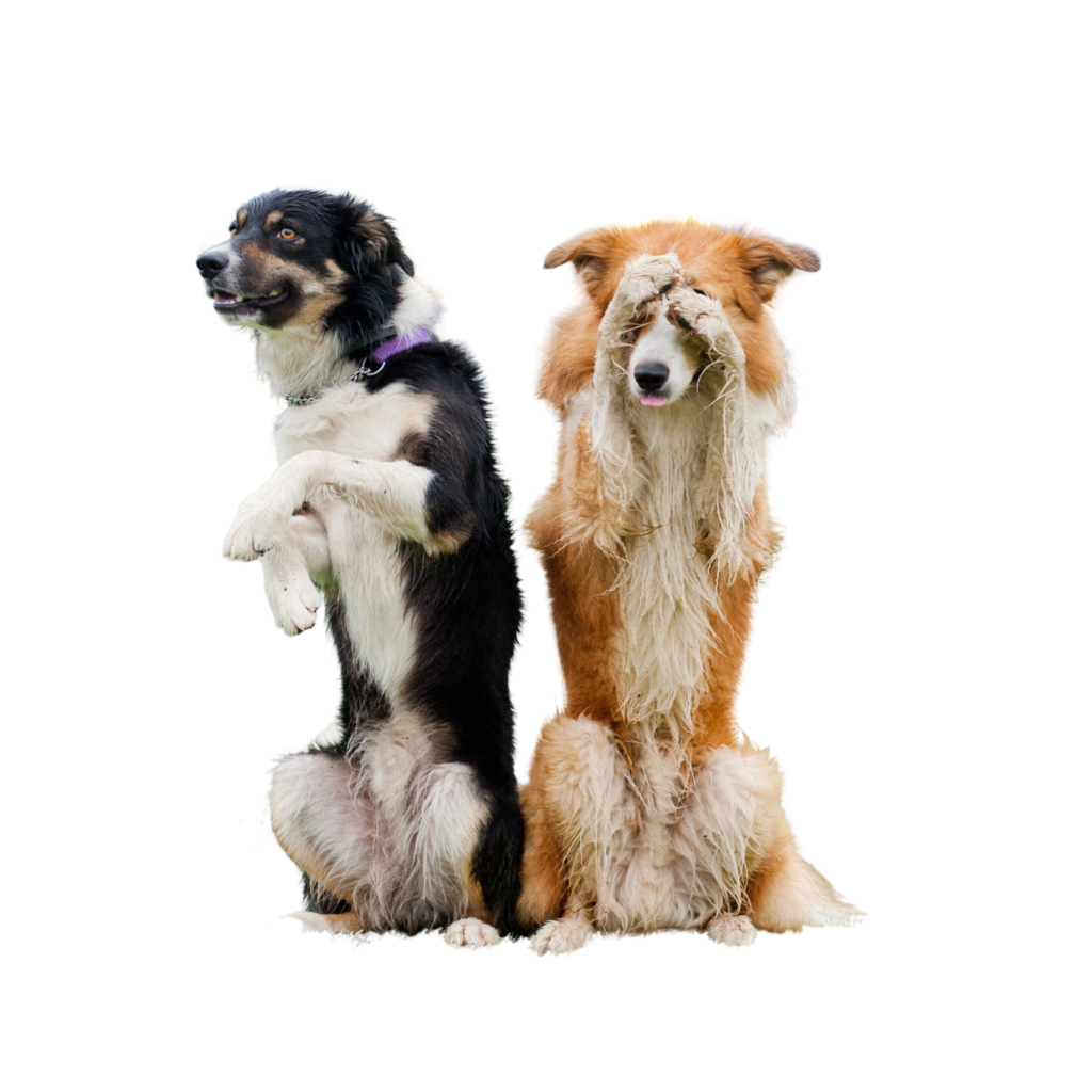 Pet Actors, Dog Actors, Become an Animal Actor - Pets on Q