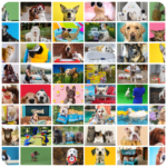 Pet Influencer Agency, Animal Talent Agency, Dog Casting