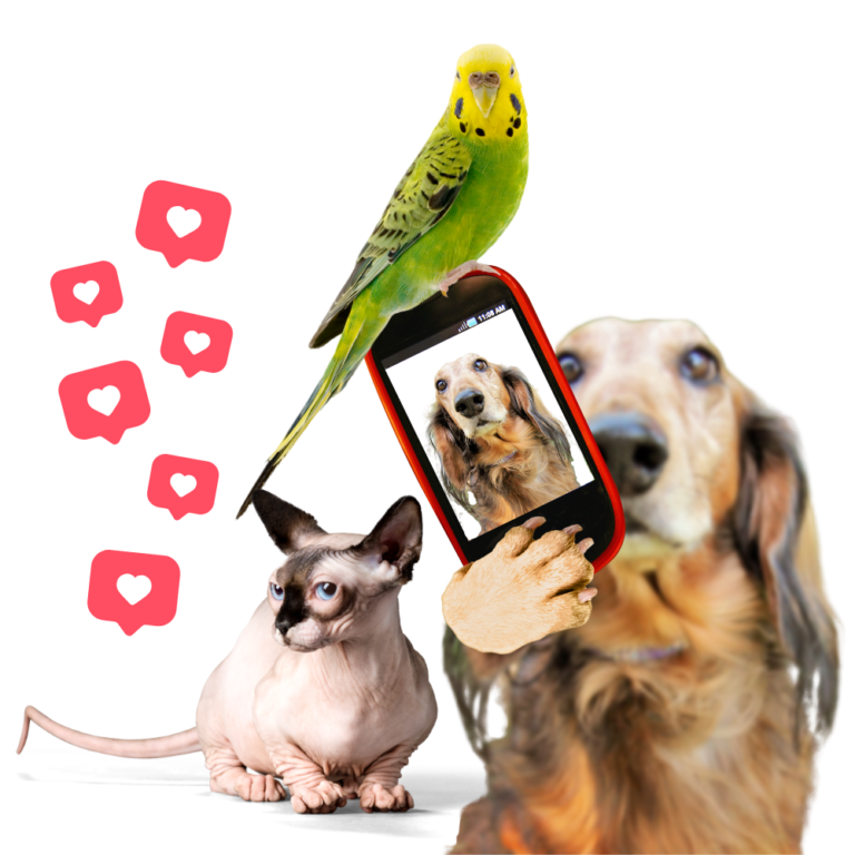 Pet Influencers and Animal Actors Latest News and Blog