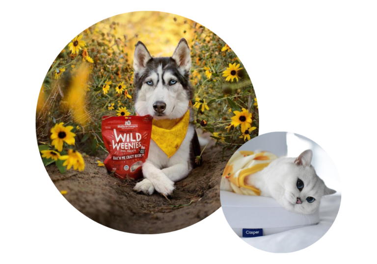 Pet Influencer Agency, Animal Talent Agency, Dog Casting