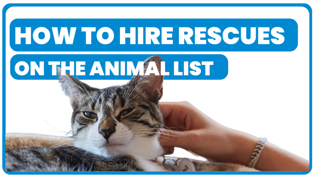 Pet Influencer Agency, Animal Talent Agency, Dog Casting